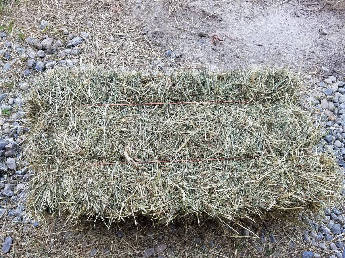 Organic 1st Cut Small Square Bale – Adirondack Hay & Grains
